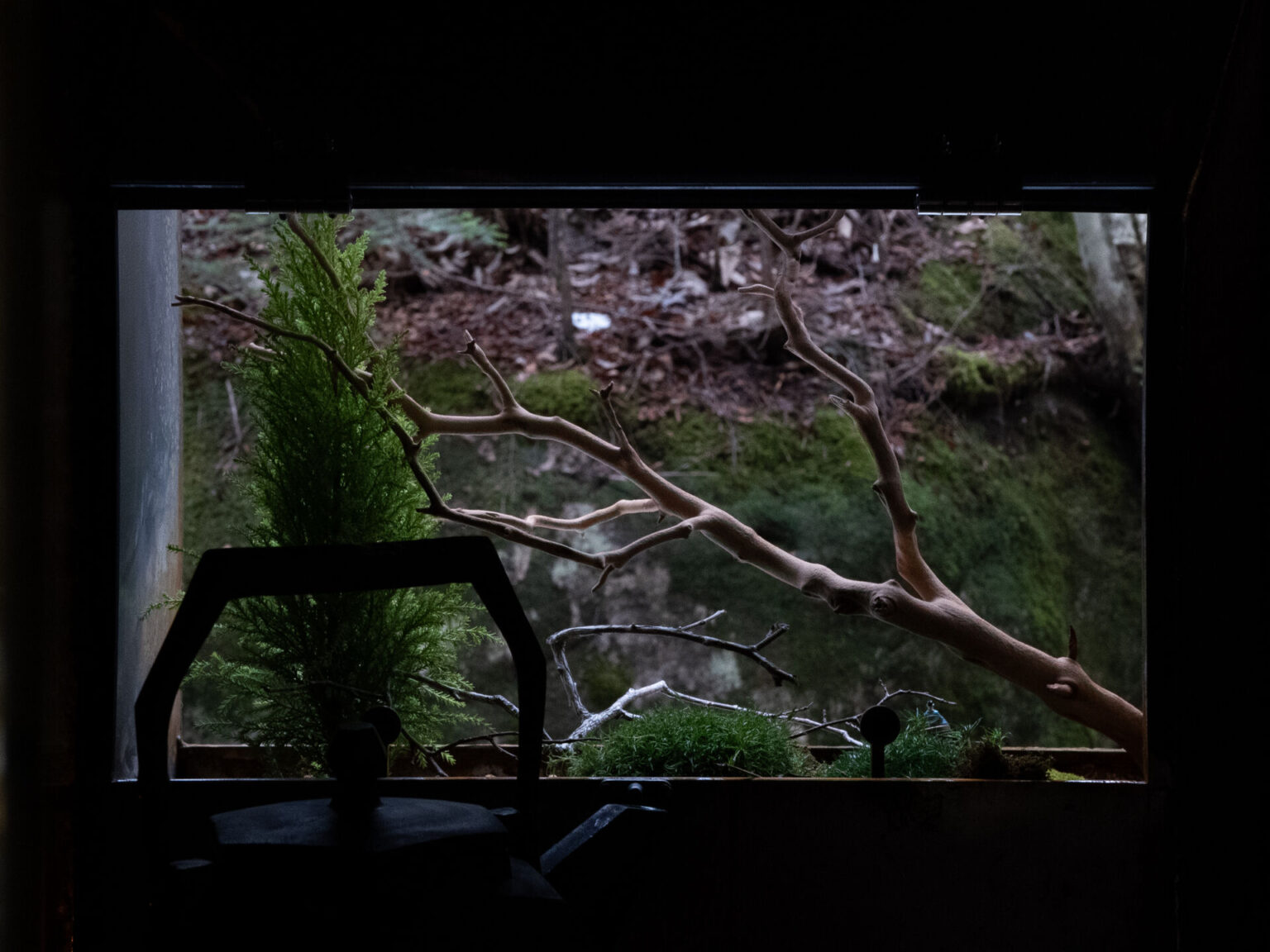 COMPANY – 再生盆栽アートの通販|WITHERS BONSAI