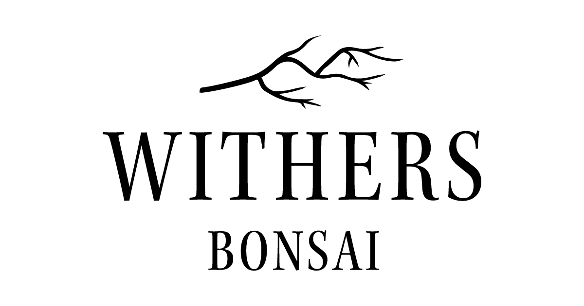 水やり不要の"枯れない盆栽アート" – WITHERS BONSAI – ドライ|再生盆栽|インテリア盆栽